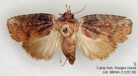 Papua Insects Foundation (Lepidoptera/Nolidae/Eligminae/Gadirtha turneri)